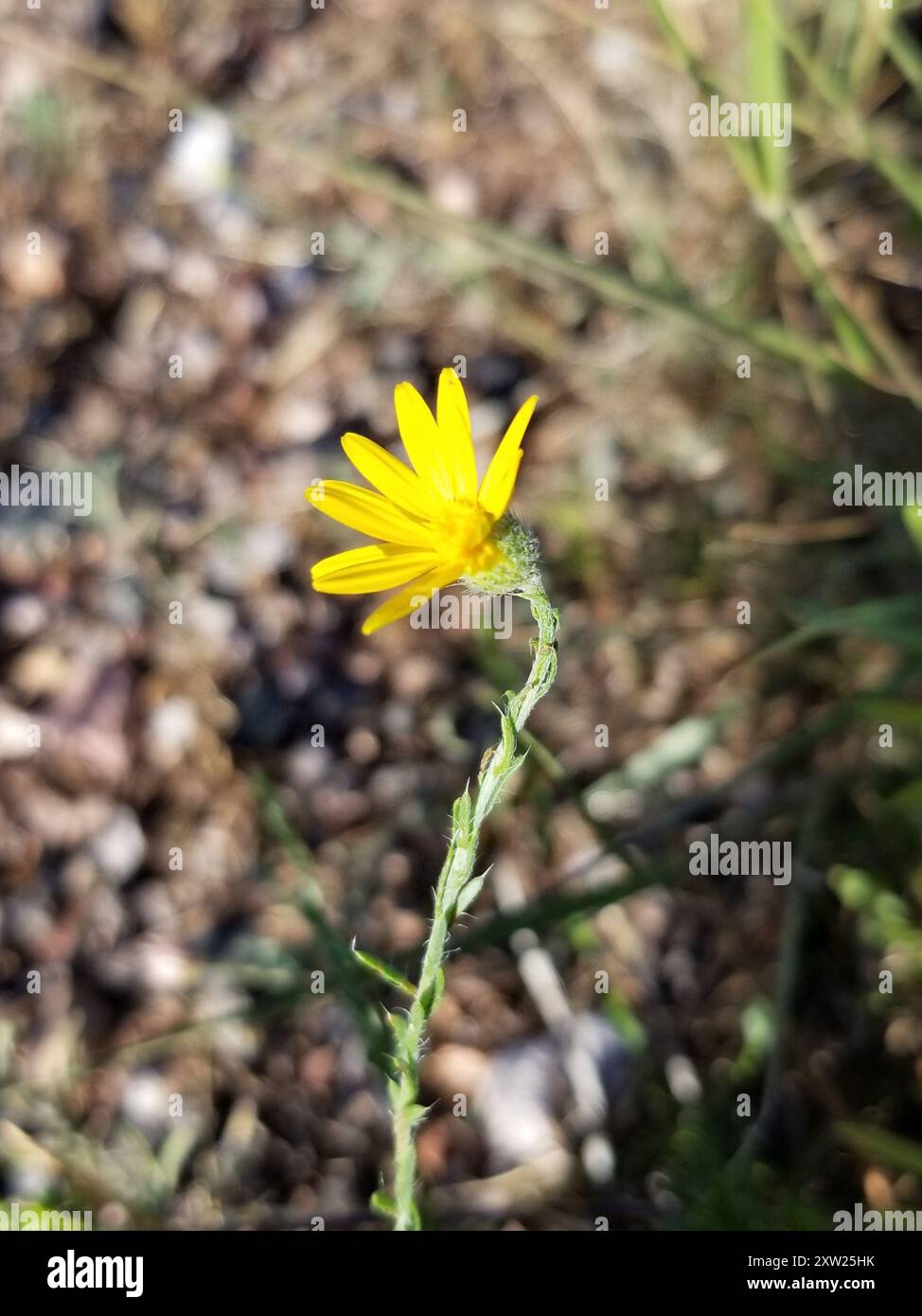 asters and allies (Astereae) Plantae Stock Photo - Alamy