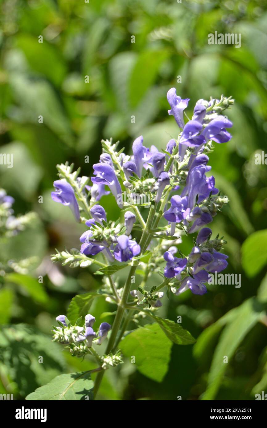 Downy Skullcap (Scutellaria incana) Plantae Stock Photo - Alamy