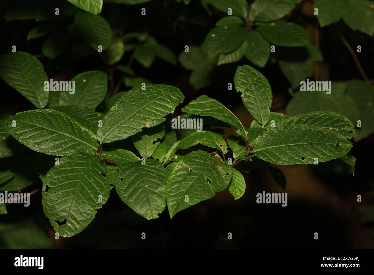 bird cherry (Prunus padus) Plantae Stock Photo - Alamy