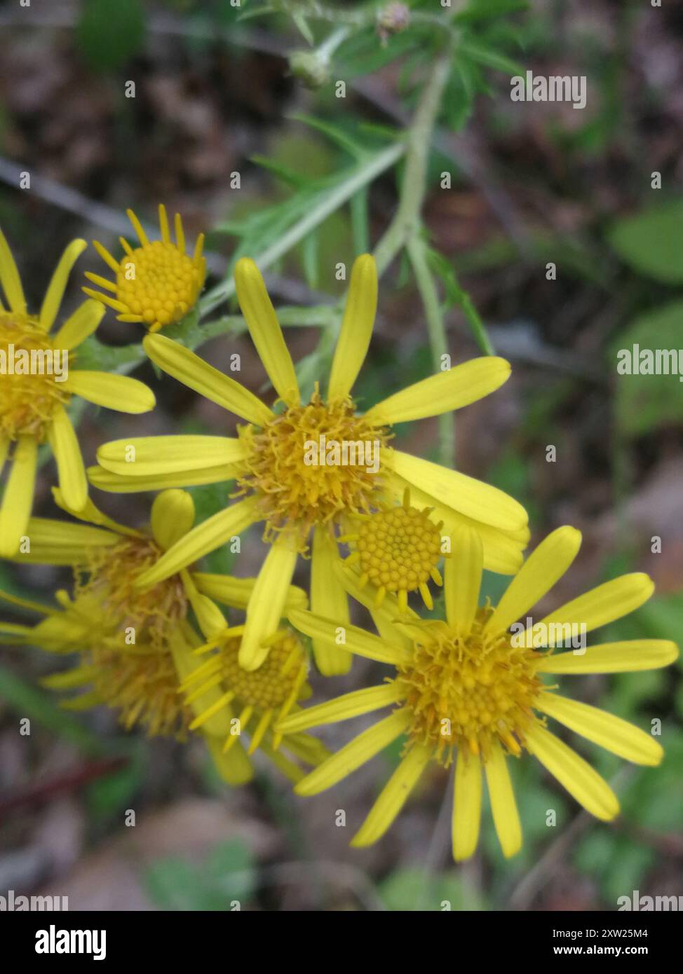 Hoary Ragwort (Jacobaea erucifolia) Plantae Stock Photo - Alamy