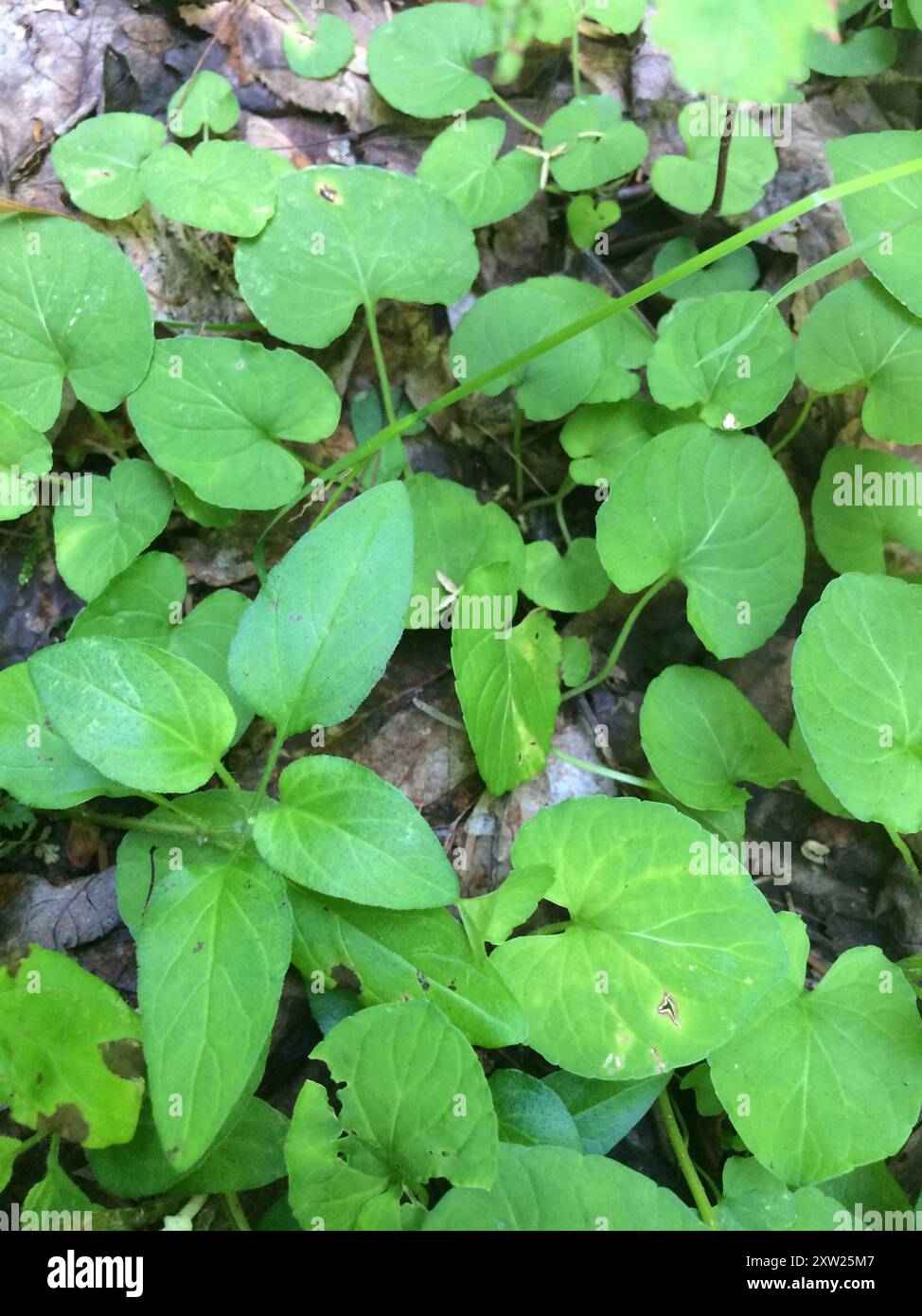 northern white violet (Viola minuscula) Plantae Stock Photo - Alamy