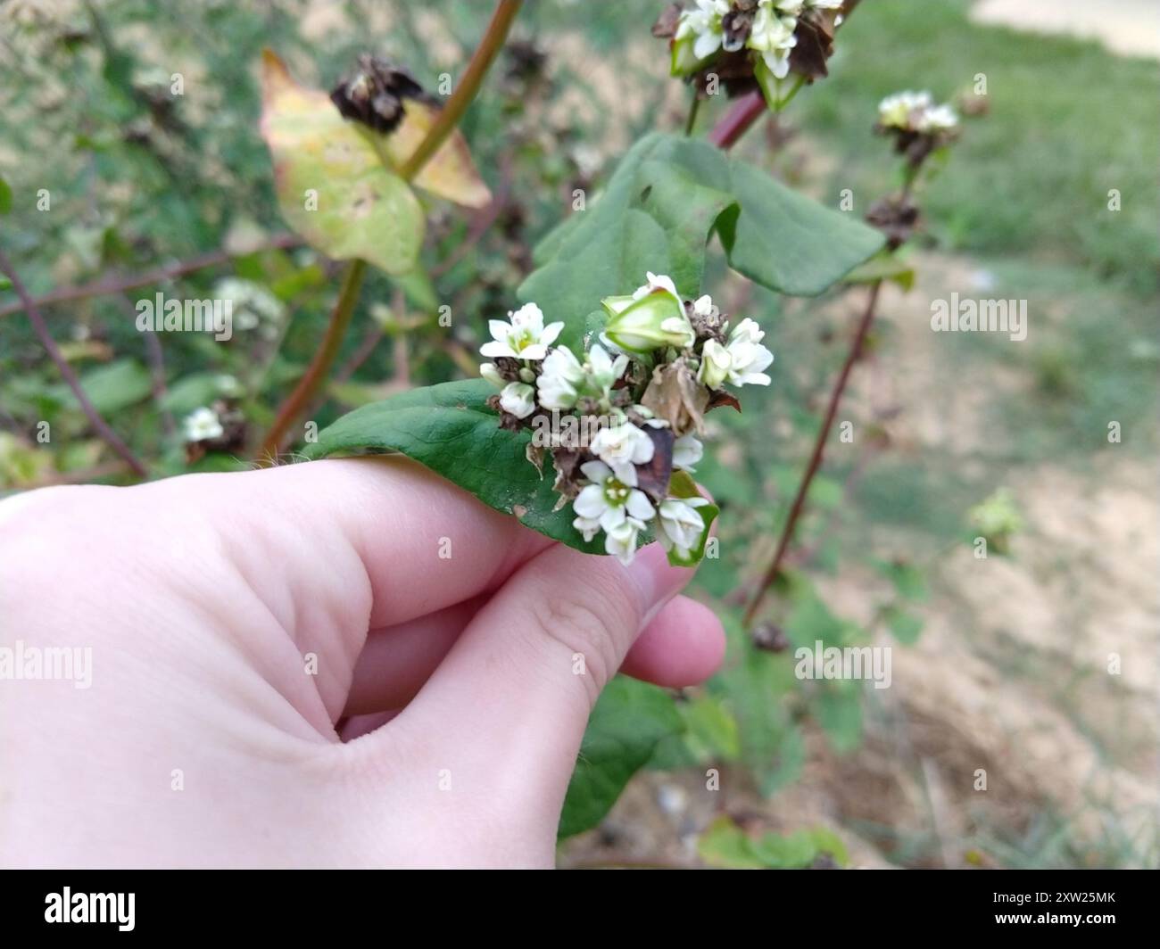 Common Buckwheat (Fagopyrum esculentum) Plantae Stock Photo - Alamy