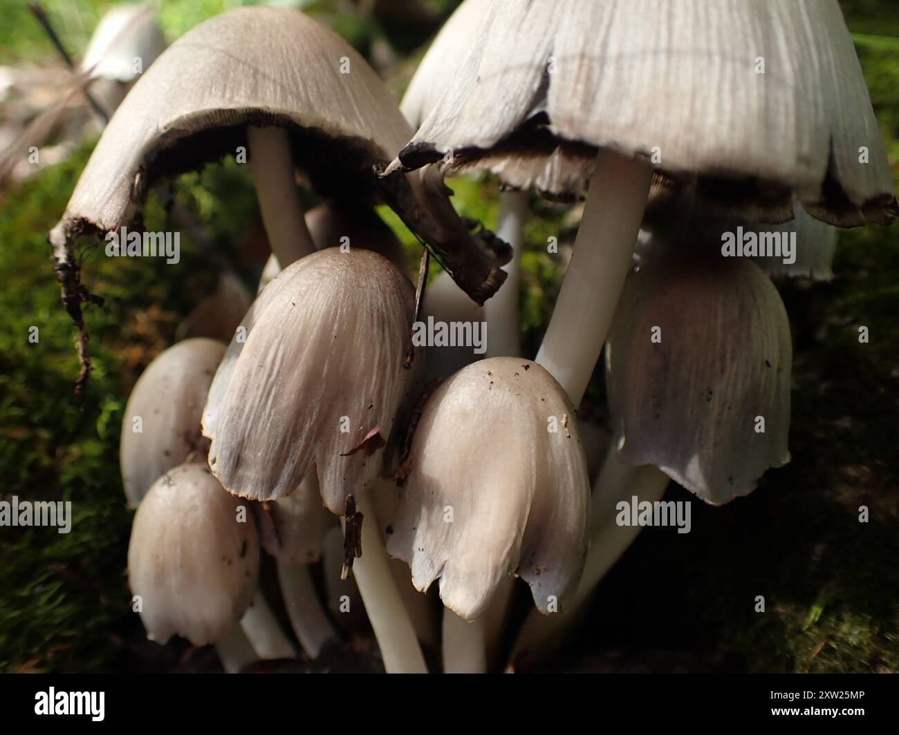 Common Ink Cap (Coprinopsis atramentaria) Fungi Stock Photo - Alamy