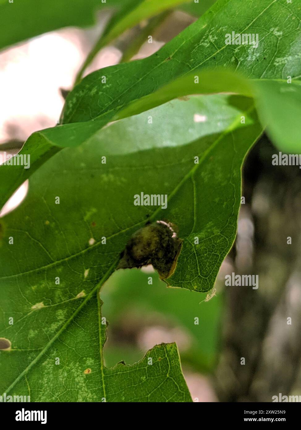 Oak Wart Gall Wasp (Callirhytis quercusfutilis) Insecta Stock Photo - Alamy