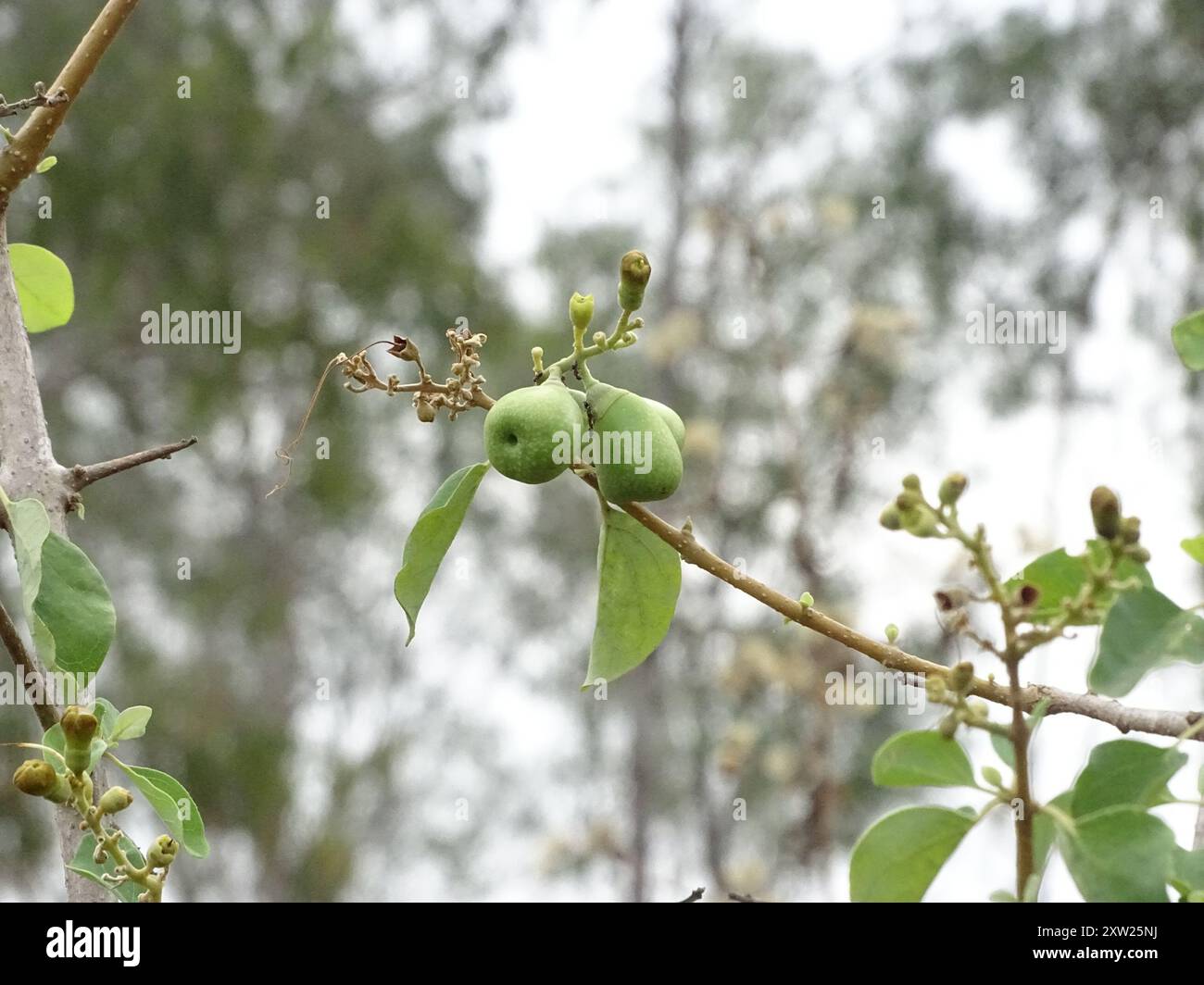 Asian Bushbeech (Gmelina asiatica) Plantae Stock Photo - Alamy
