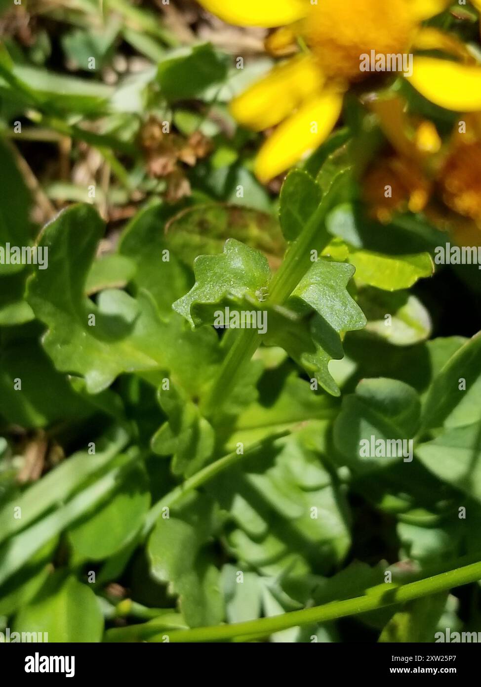 Arrowleaf Senecio (Senecio triangularis) Plantae Stock Photo - Alamy