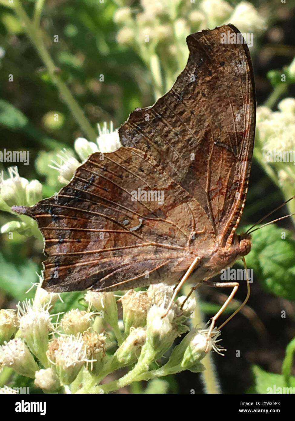 Question Mark (Polygonia interrogationis) Insecta Stock Photo - Alamy