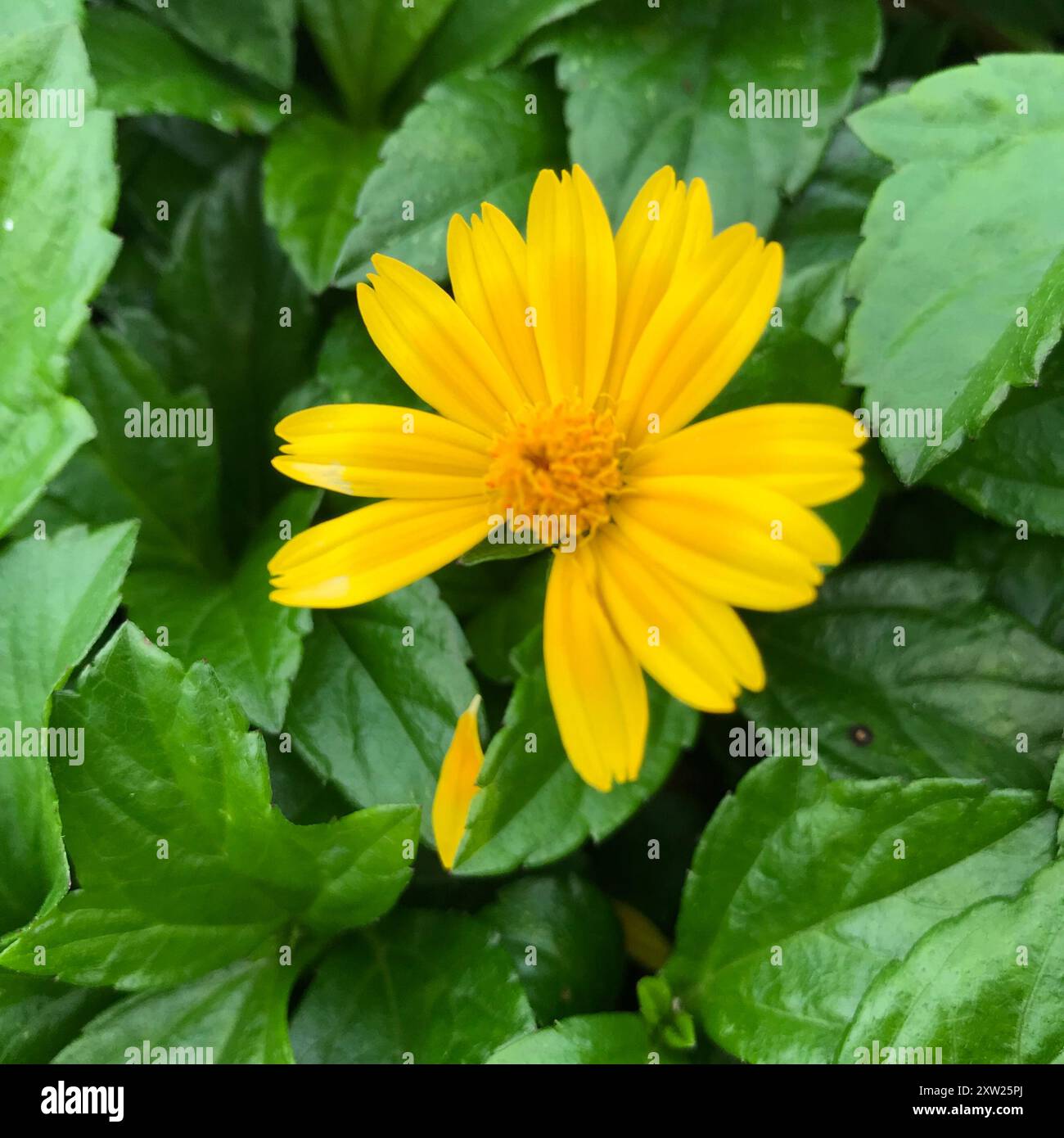 trailing daisy (Sphagneticola trilobata) Plantae Stock Photo - Alamy
