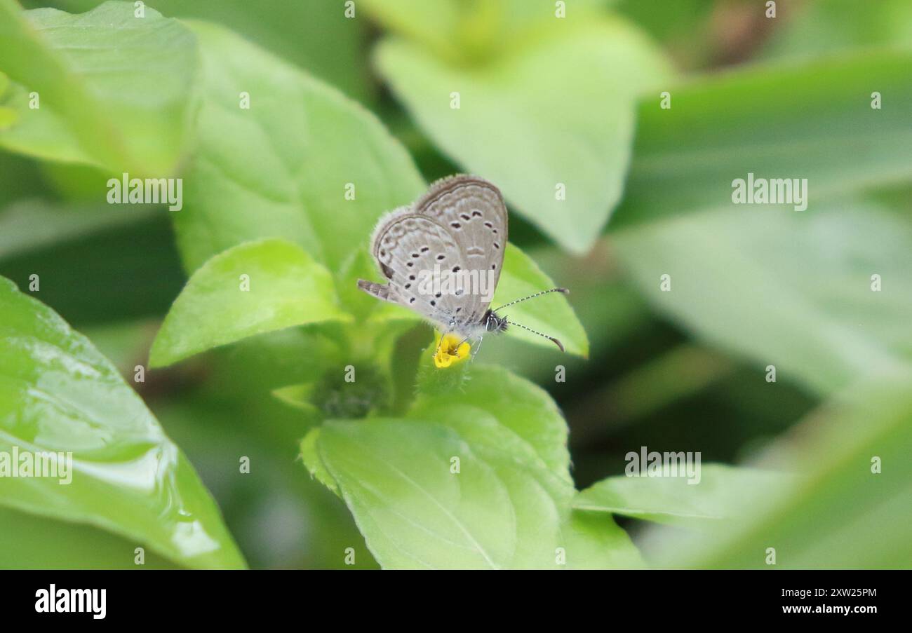Tiny Grass Blue (Zizula hylax) Insecta Stock Photo - Alamy