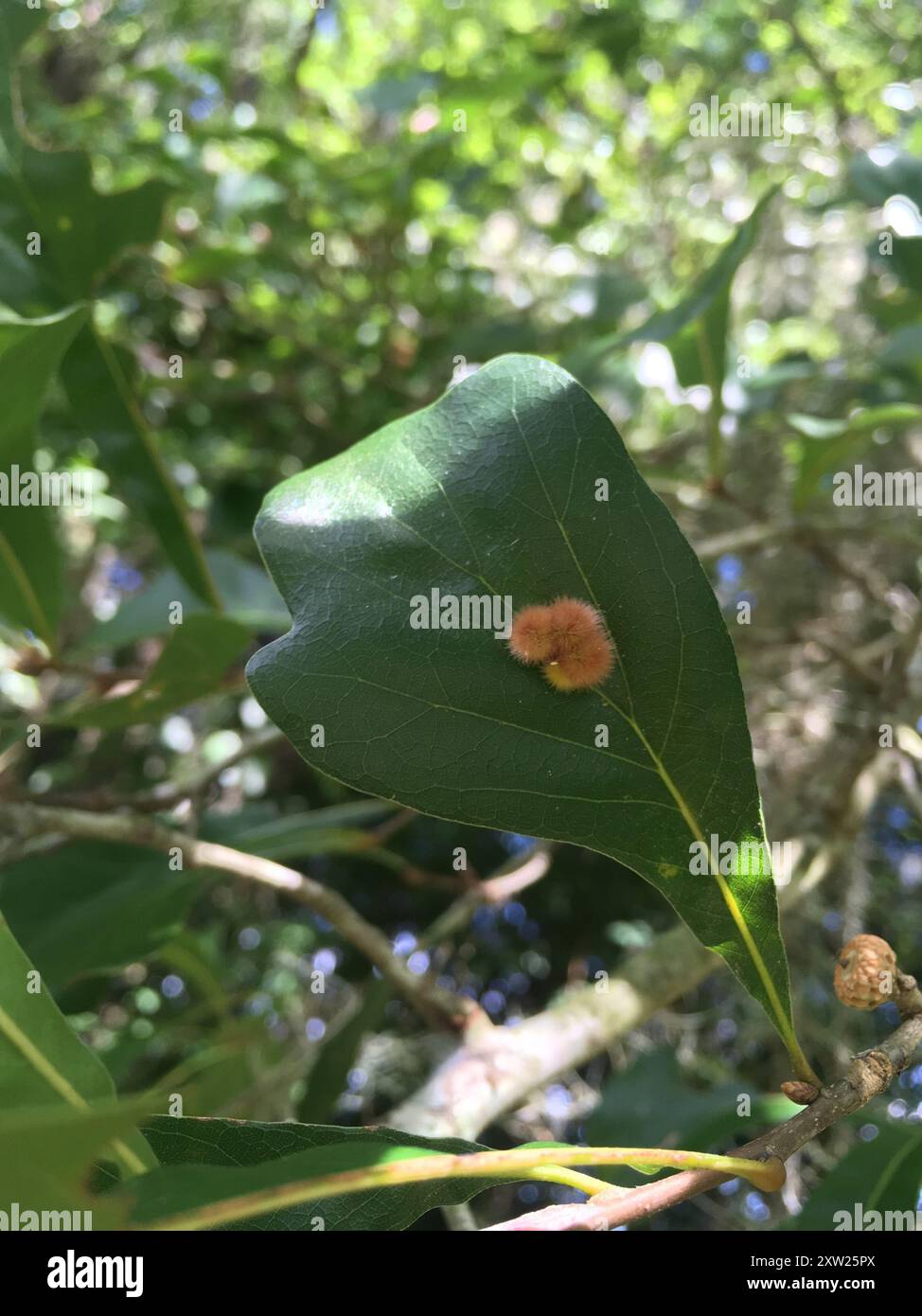 Furry Oak Leaf Gall Wasp (Callirhytis furva) Insecta Stock Photo - Alamy