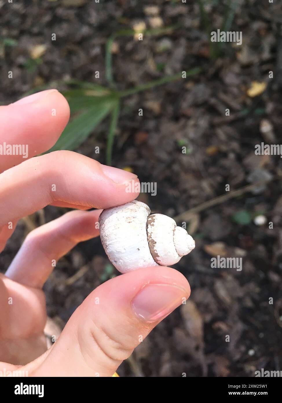 Chinese Mystery Snail (Cipangopaludina chinensis) Mollusca Stock Photo ...