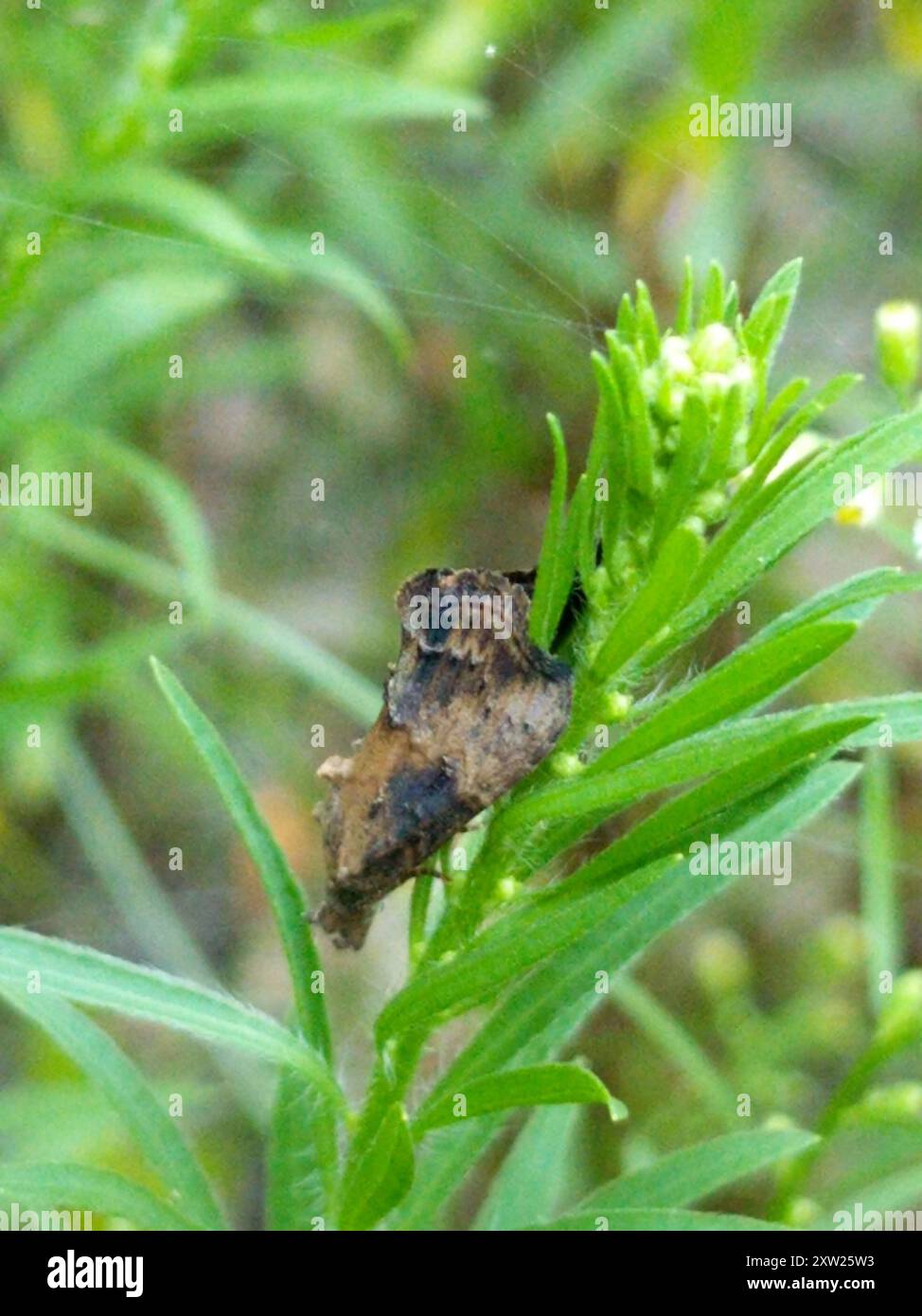 Underwing, Tiger, Tussock, and Allied Moths (Erebidae) Insecta Stock ...