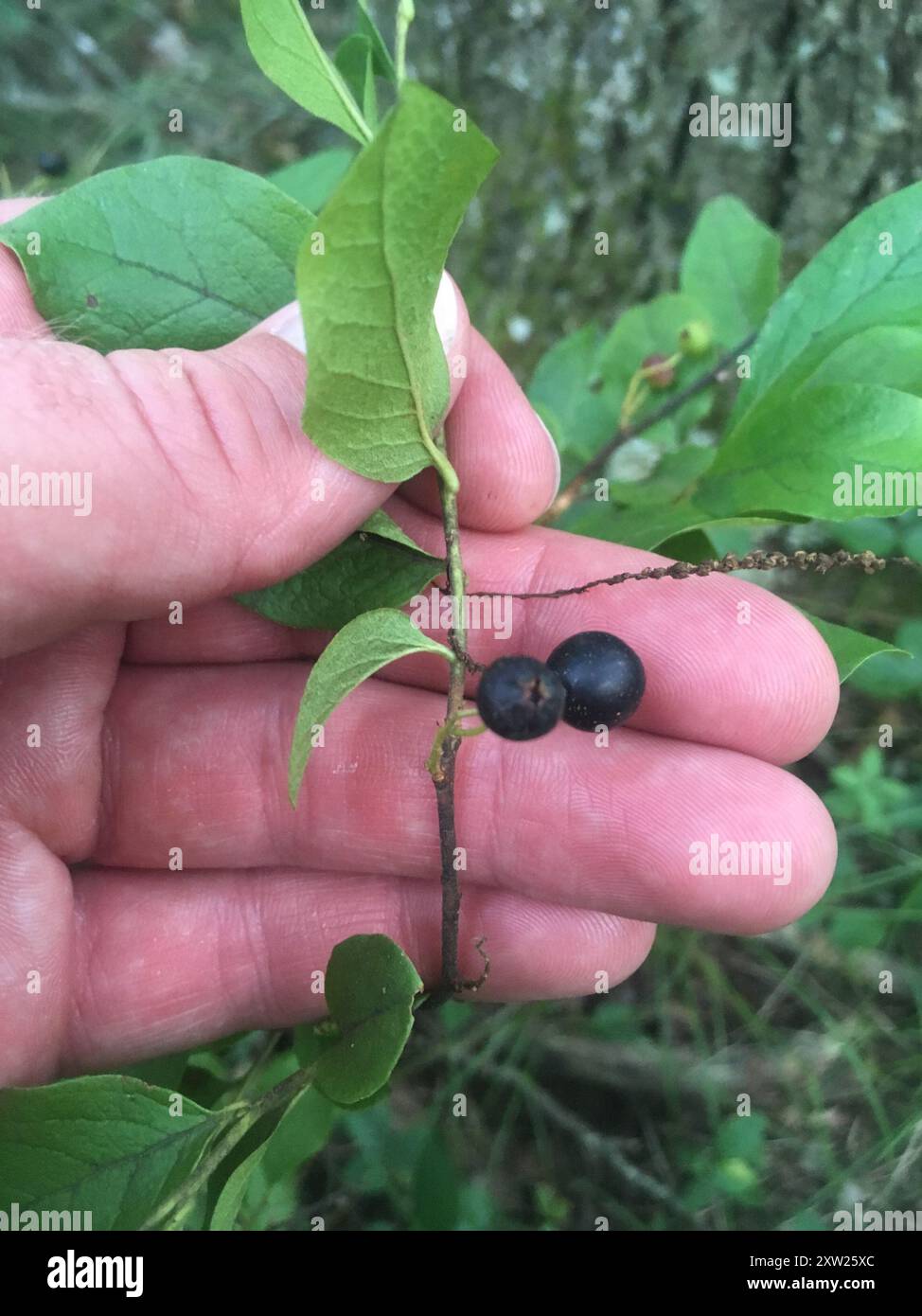 black huckleberry (Gaylussacia baccata) Plantae Stock Photo - Alamy