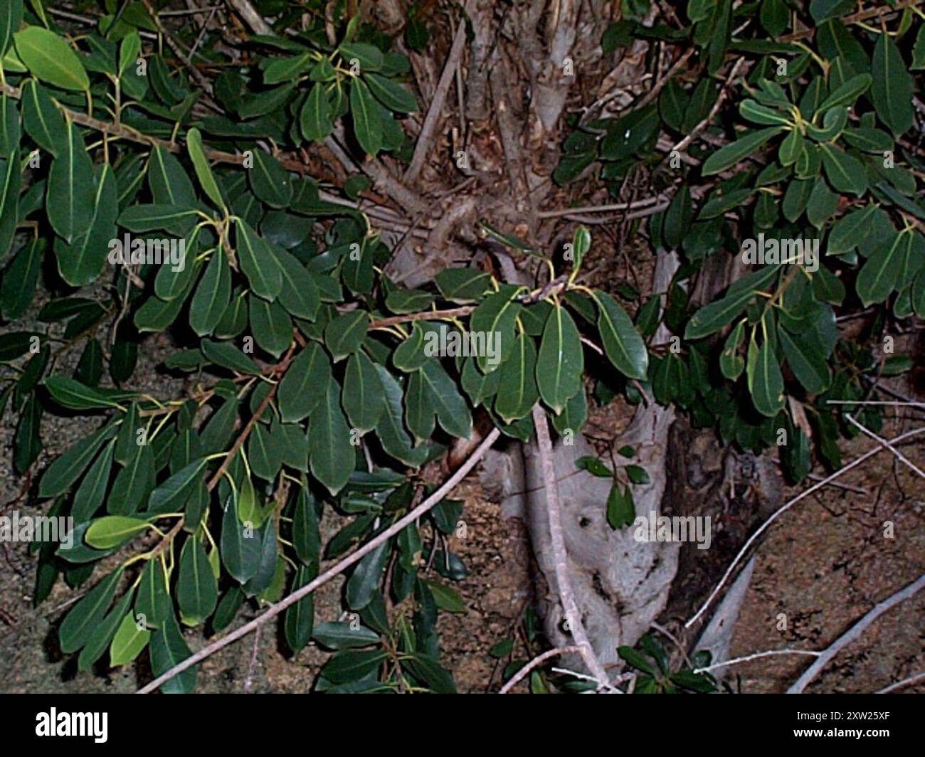 Common Wild Fig (Ficus burkei) Plantae Stock Photo - Alamy
