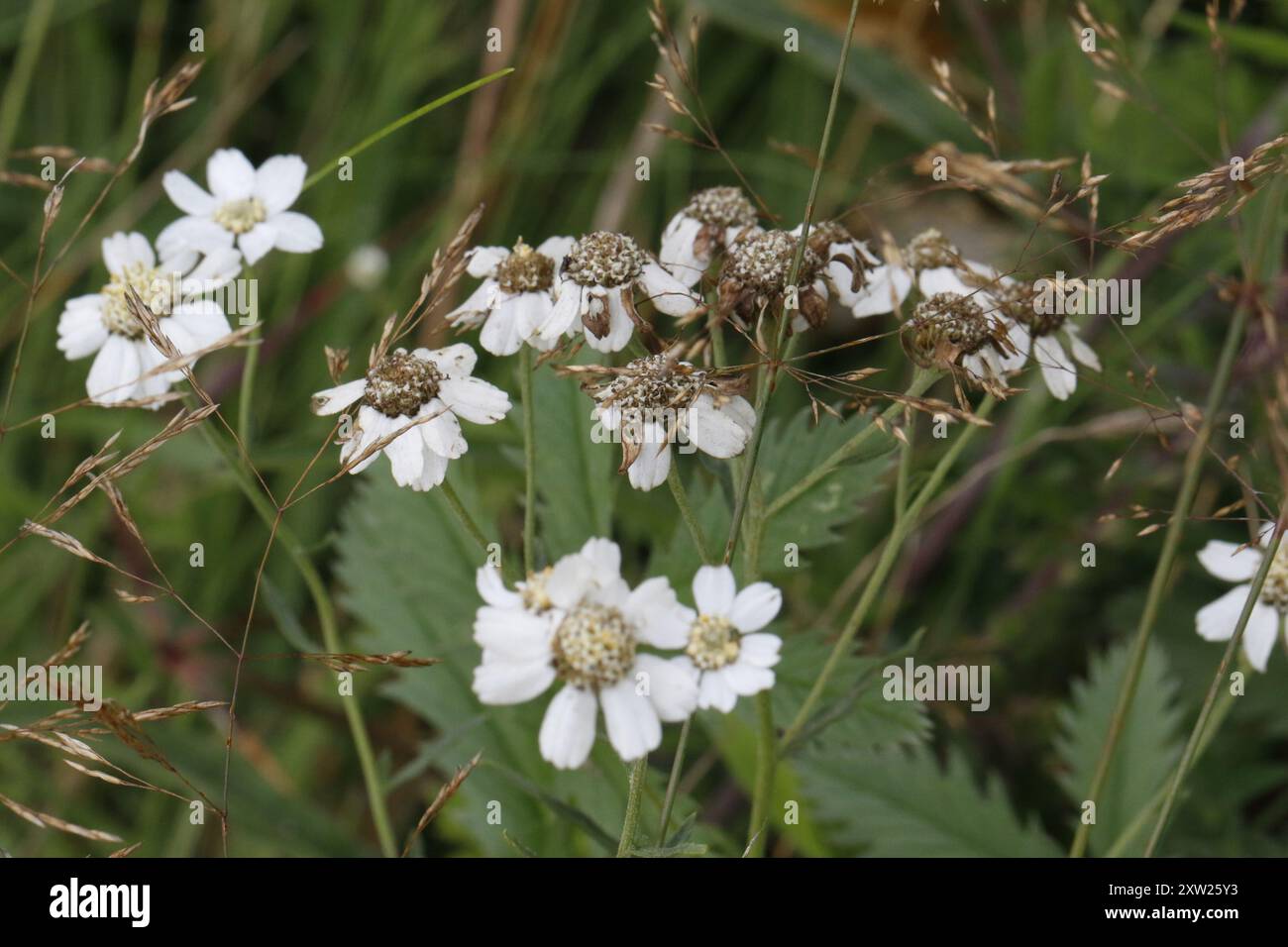 Sneezewort (Achillea ptarmica) Plantae Stock Photo - Alamy