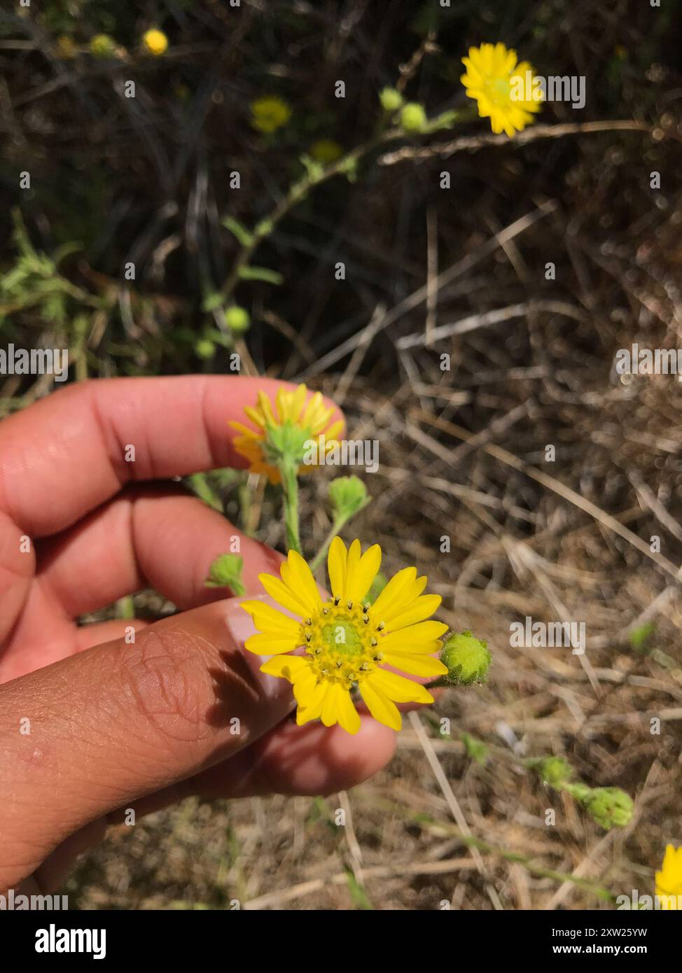 Yellow Hayfield Tarplant (Hemizonia congesta lutescens) Plantae Stock ...
