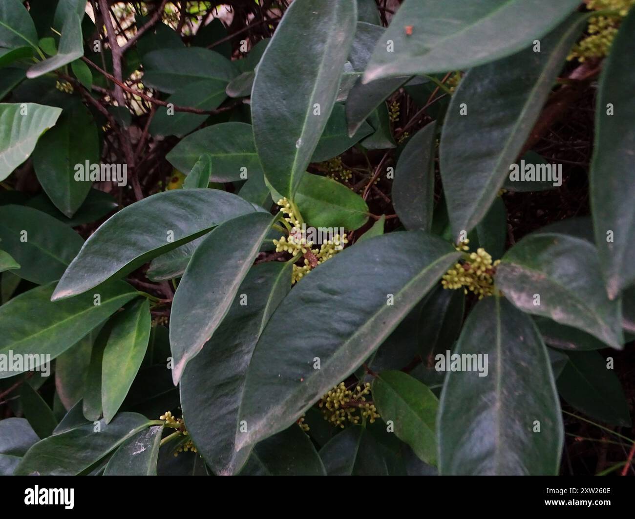 (Embelia drupacea) Plantae Stock Photo - Alamy