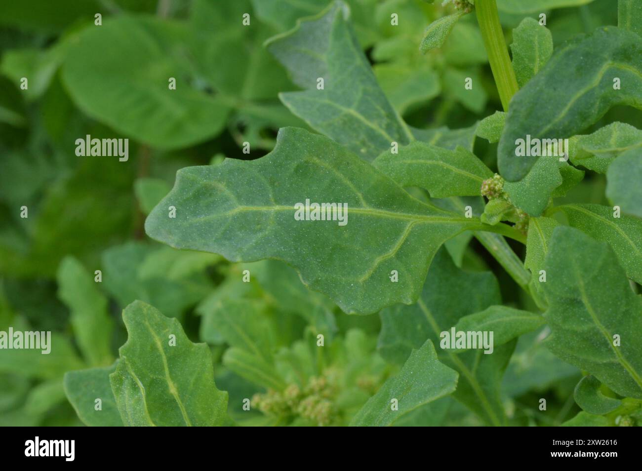 oak-leaved goosefoot (Oxybasis glauca) Plantae Stock Photo - Alamy