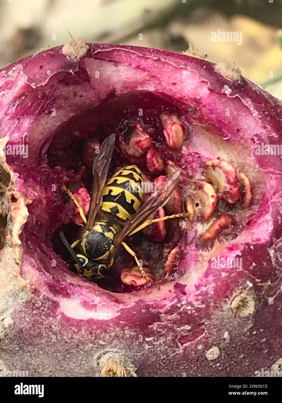 Western Yellowjacket (Vespula pensylvanica) Insecta Stock Photo - Alamy