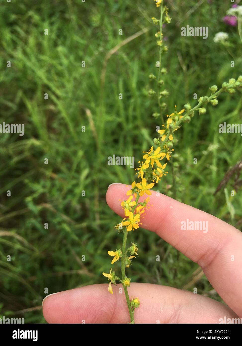 swamp agrimony (Agrimonia parviflora) Plantae Stock Photo - Alamy