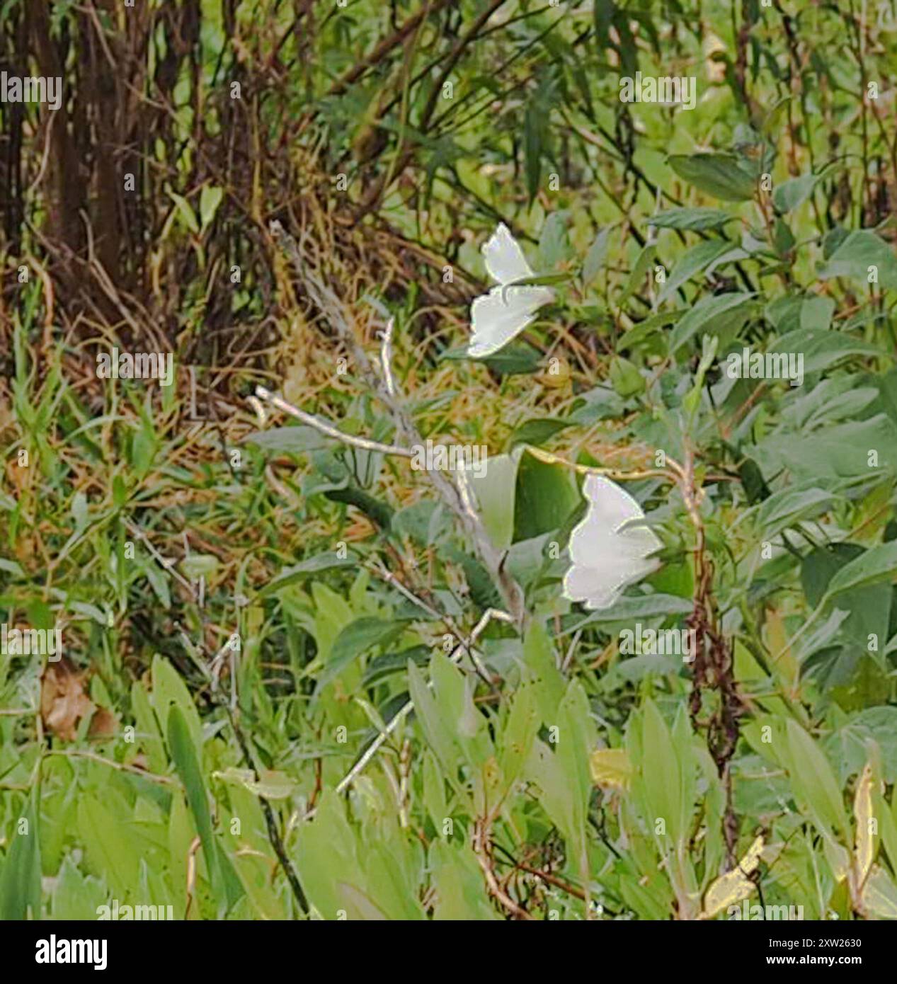 swamp rose mallow (Hibiscus moscheutos) Plantae Stock Photo - Alamy