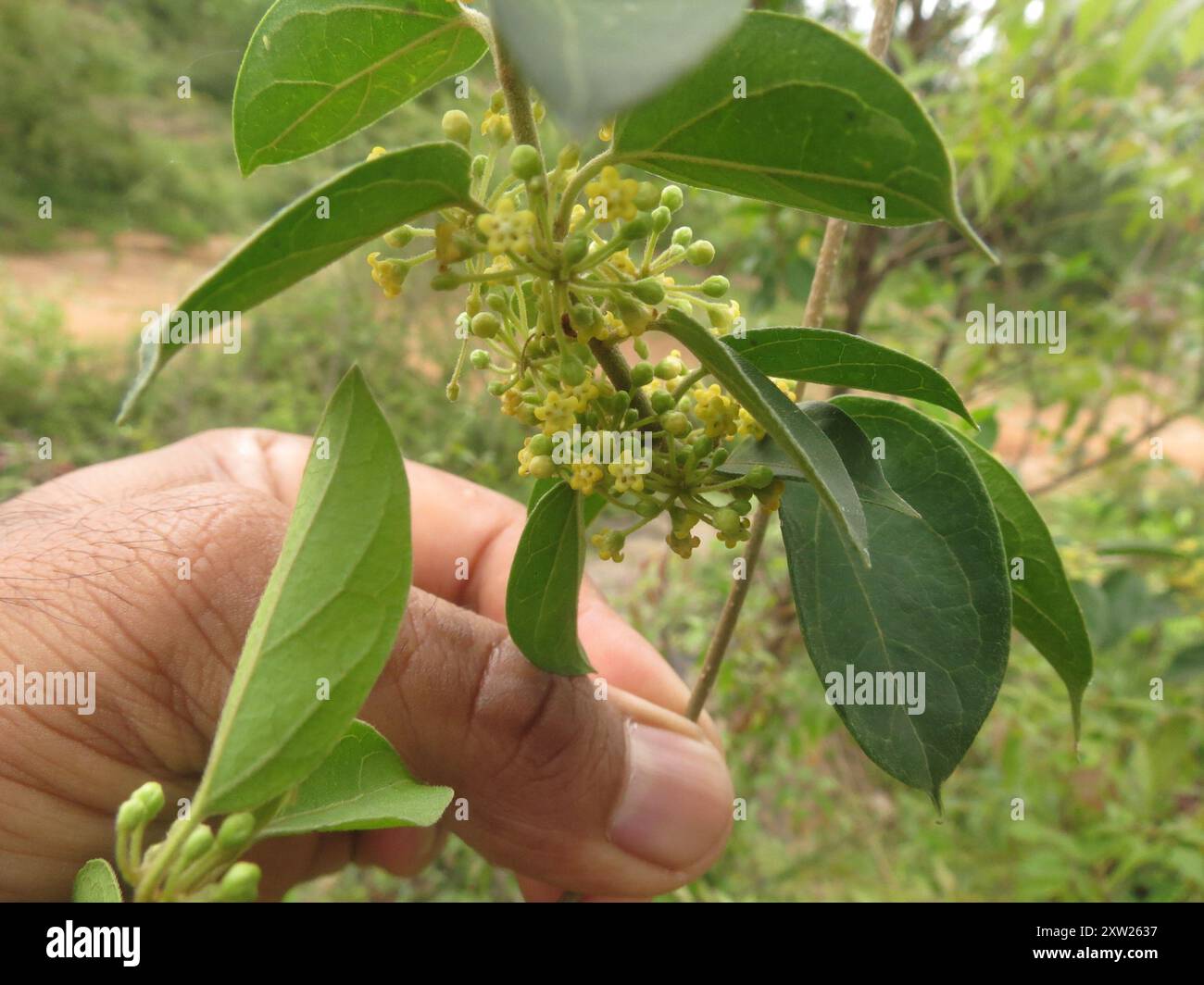 Australian Cow-plant (Gymnema sylvestre) Plantae Stock Photo - Alamy