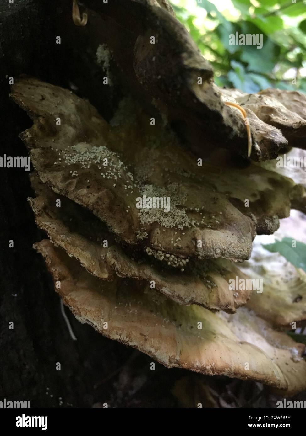 Northern Tooth (Climacodon septentrionalis) Fungi Stock Photo - Alamy