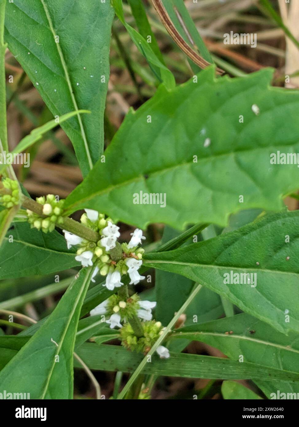 sweet bugleweed (Lycopus virginicus) Plantae Stock Photo - Alamy