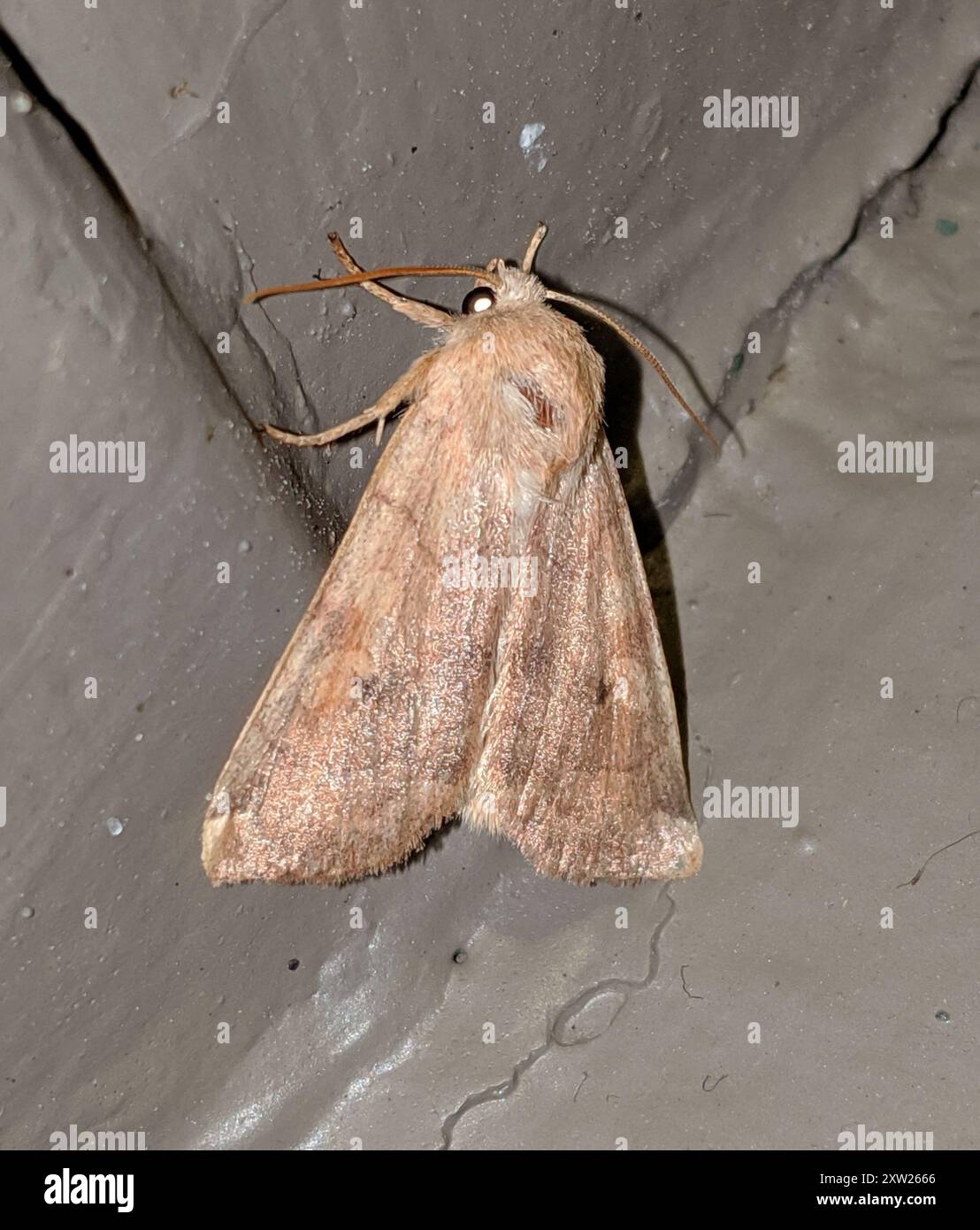 Aspen Twoleaf Tier Moth (Enargia decolor) Insecta Stock Photo - Alamy