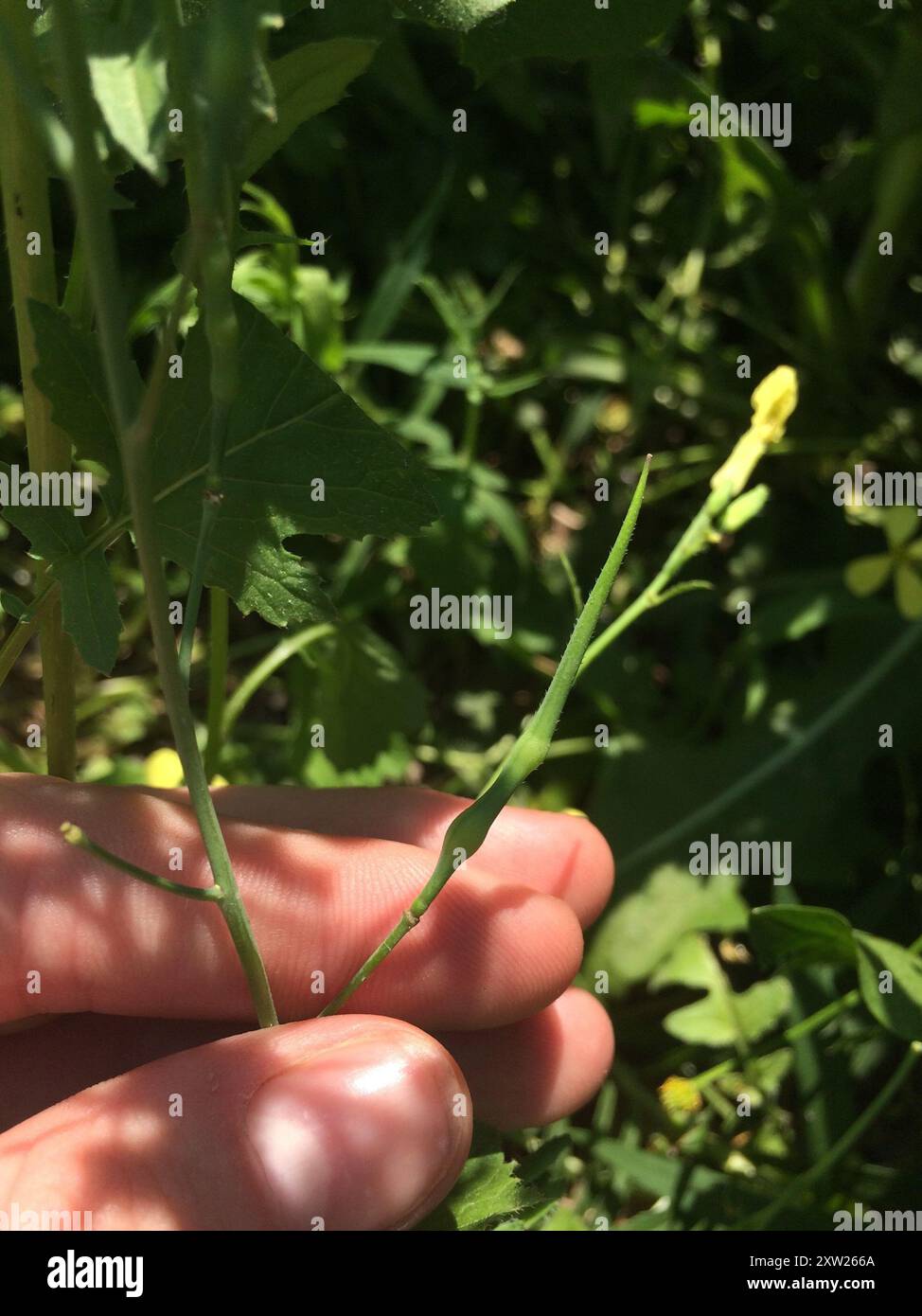 Jointed Charlock (Raphanus raphanistrum) Plantae Stock Photo - Alamy