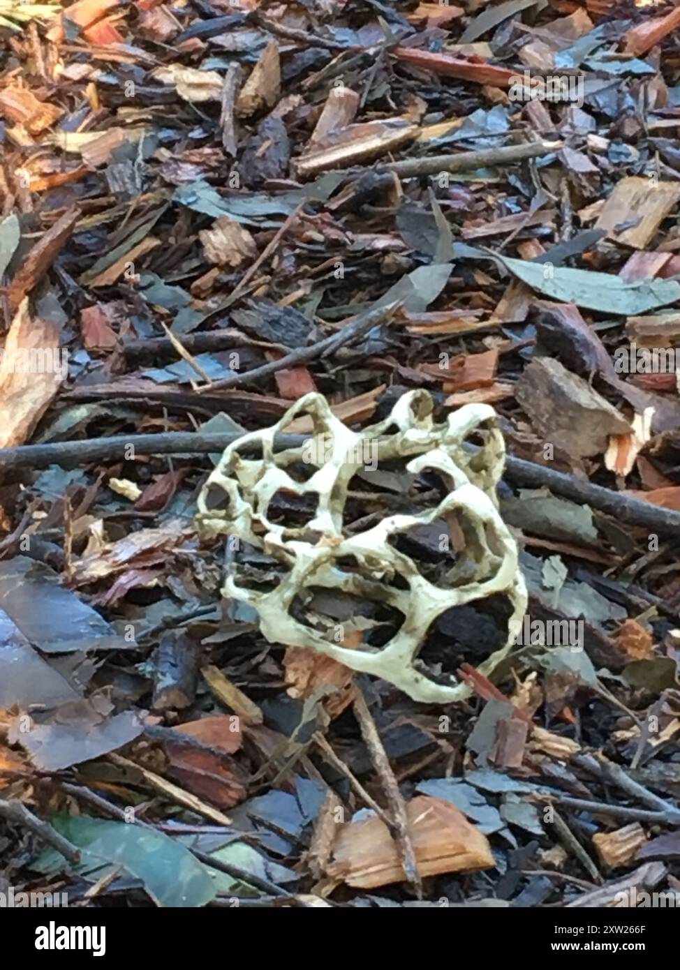 smooth cage fungus (Ileodictyon gracile) Fungi Stock Photo - Alamy