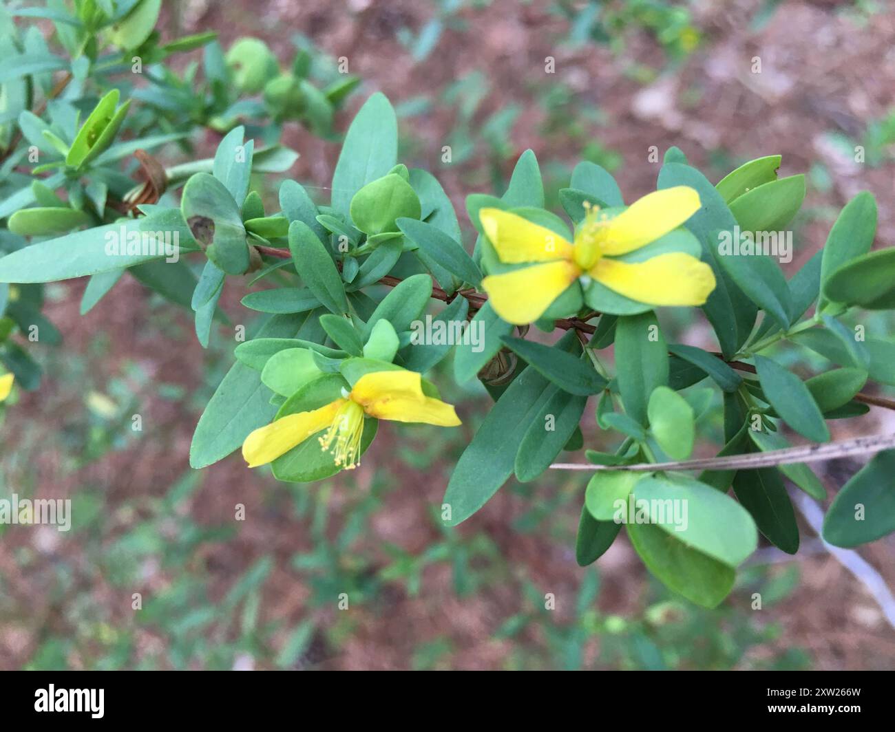 St. Andrew's cross (Hypericum hypericoides) Plantae Stock Photo - Alamy