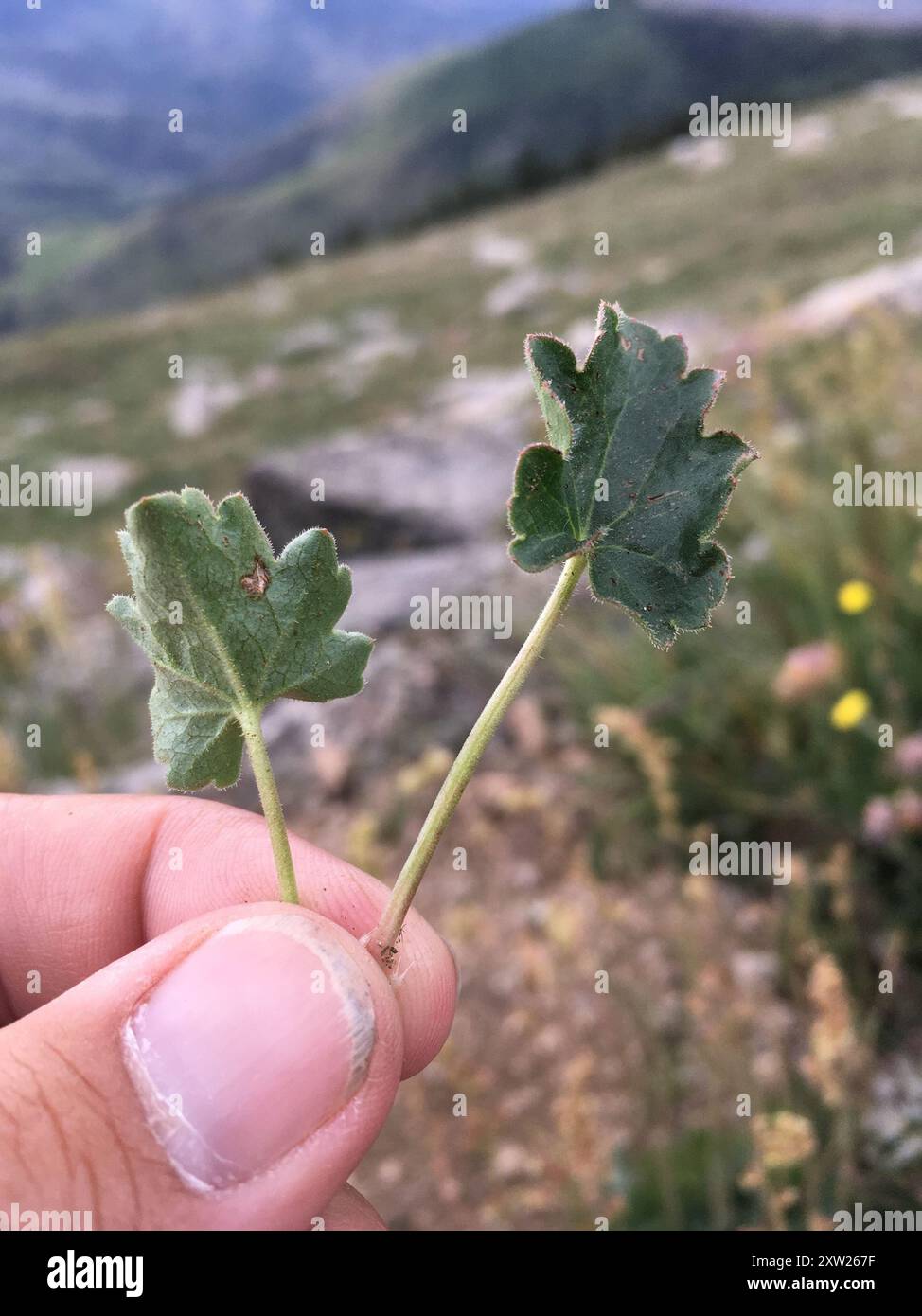 littleleaf alumroot (Heuchera parvifolia) Plantae Stock Photo - Alamy