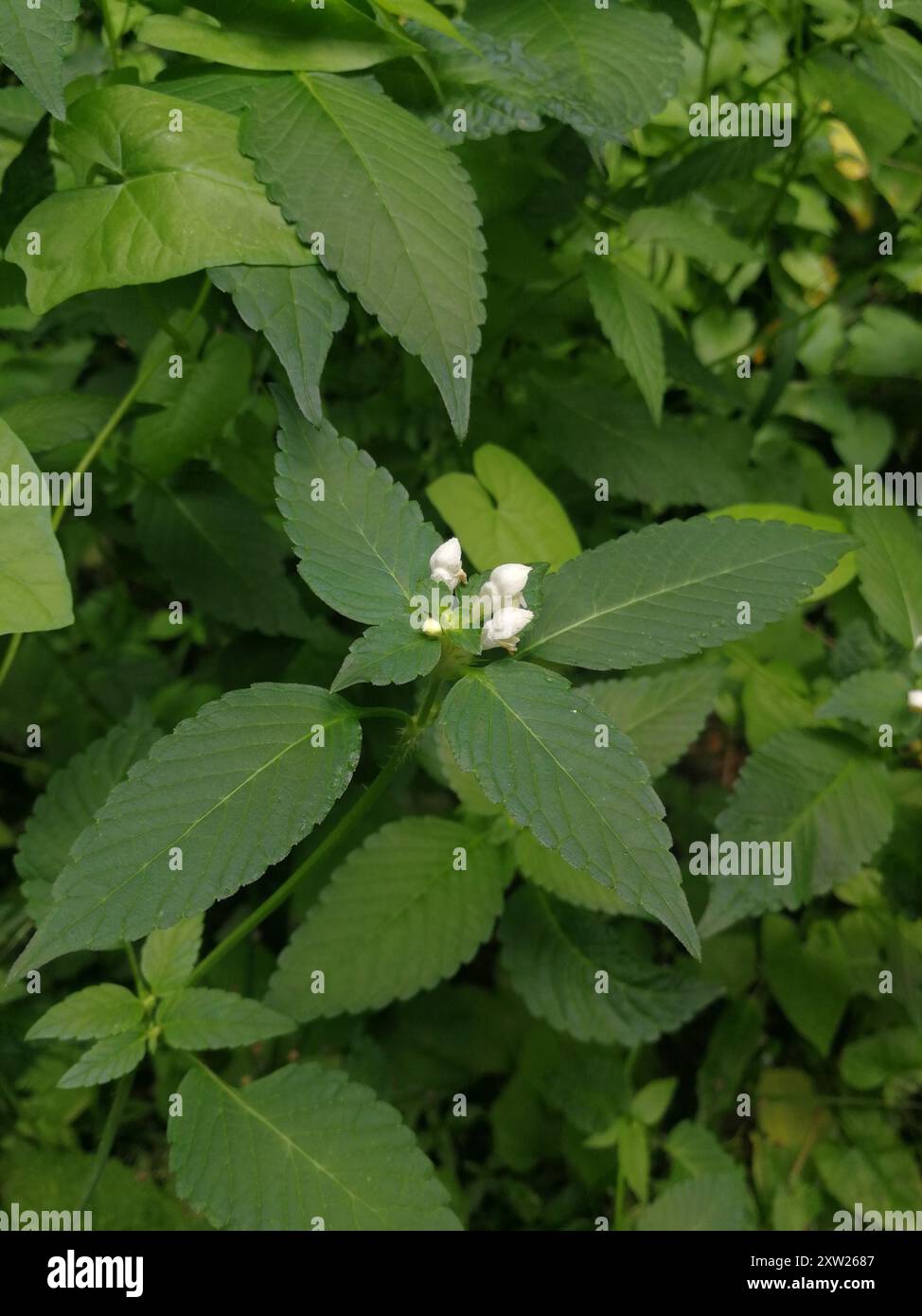 Common hemp-nettle (Galeopsis tetrahit) Plantae Stock Photo - Alamy