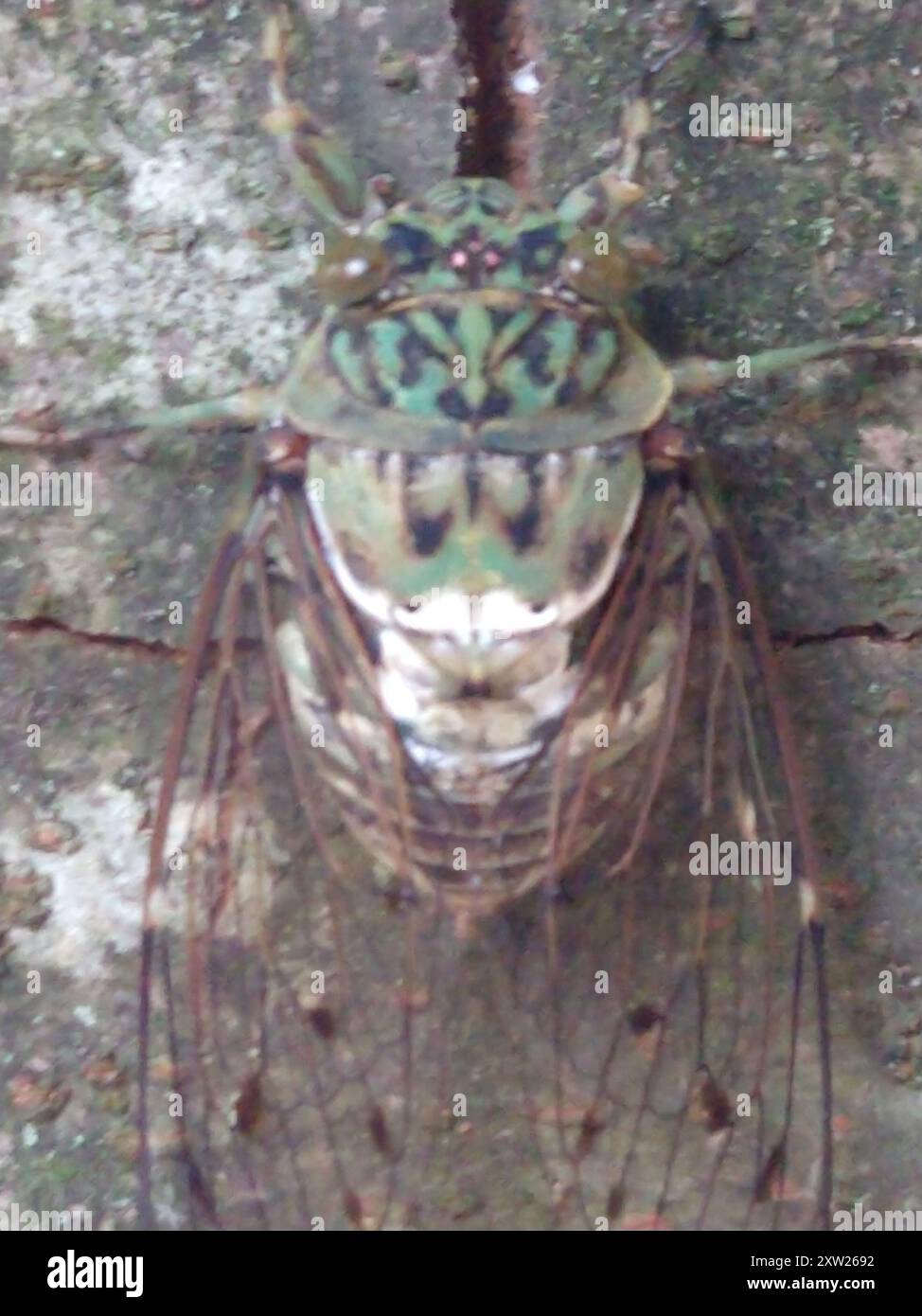 Robust Cicada (Hyalessa maculaticollis) Insecta Stock Photo - Alamy