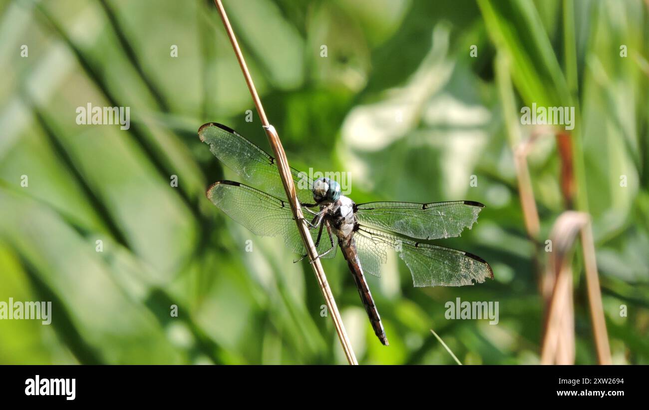Great Blue Skimmer (Libellula vibrans) Insecta Stock Photo - Alamy