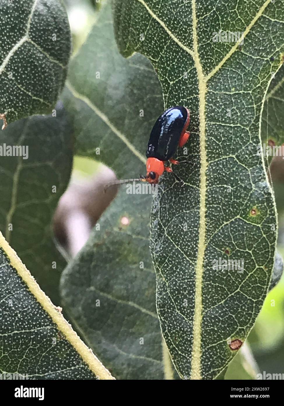 Shiny Flea Beetle (Asphaera lustrans) Insecta Stock Photo - Alamy