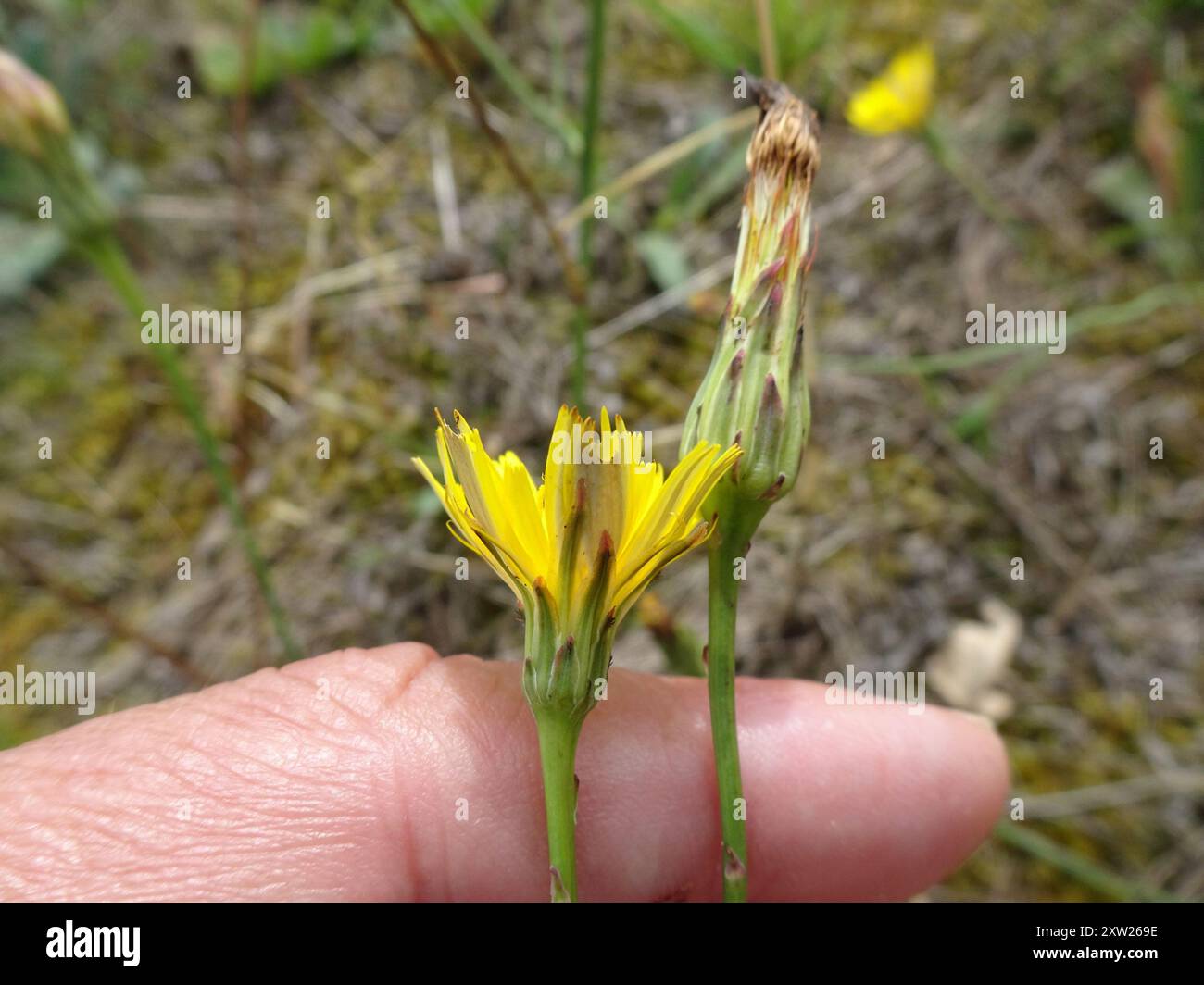 Common Cat's-ear (Hypochaeris radicata) Plantae Stock Photo - Alamy