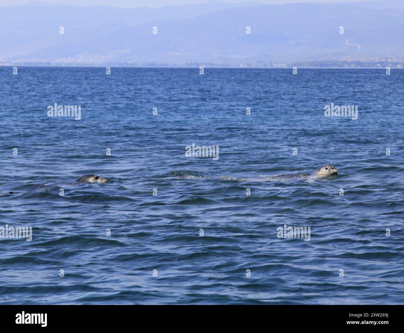 Mediterranean Monk Seal (Monachus monachus) Mammalia Stock Photo - Alamy