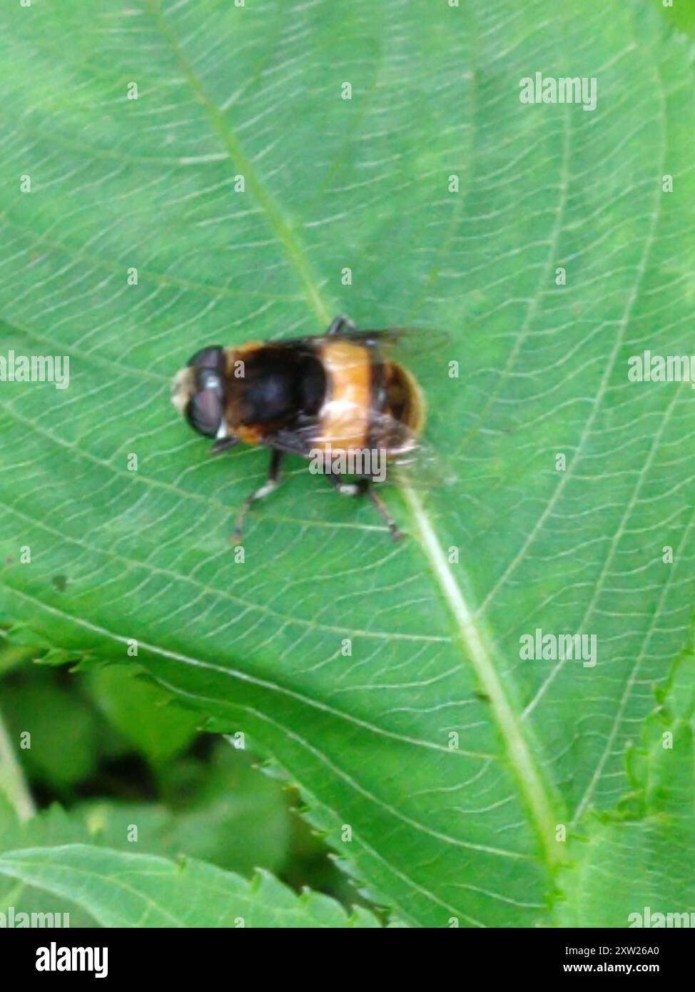 Phytomia zonata hi-res stock photography and images - Alamy