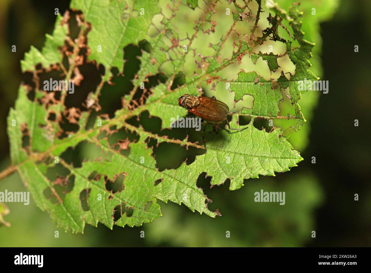 Root-maggot Flies (Anthomyiidae) Insecta Stock Photo - Alamy