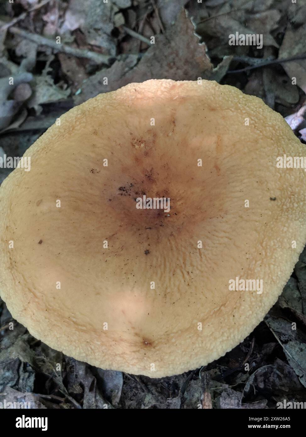 Weeping milk cap hi-res stock photography and images - Alamy