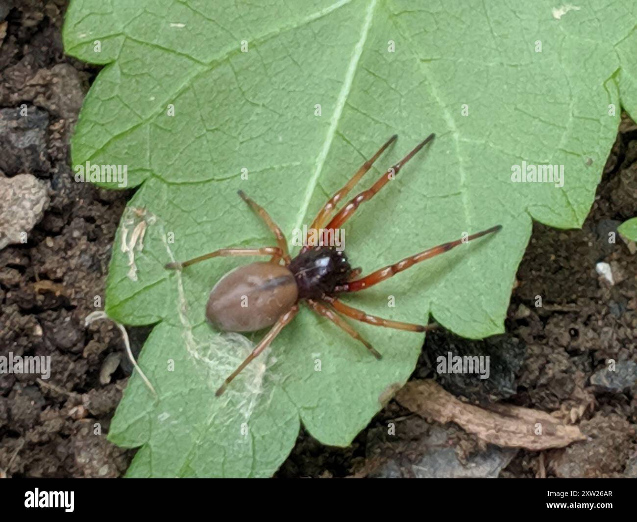 Broad-faced Sac Spider (Trachelas tranquillus) Arachnida Stock Photo ...