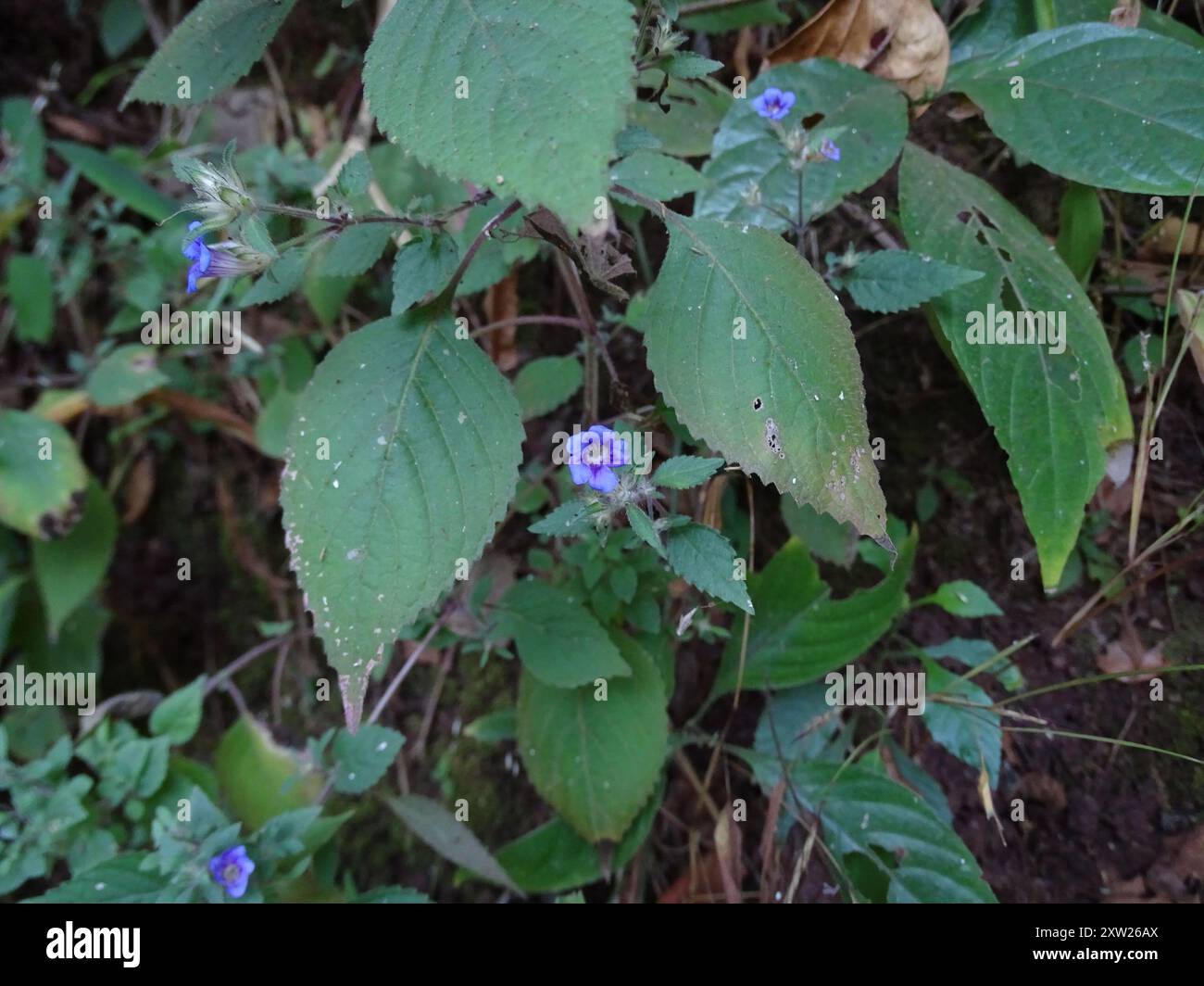 Shade Loving Coneflower (Strobilanthes pavala) Plantae Stock Photo - Alamy