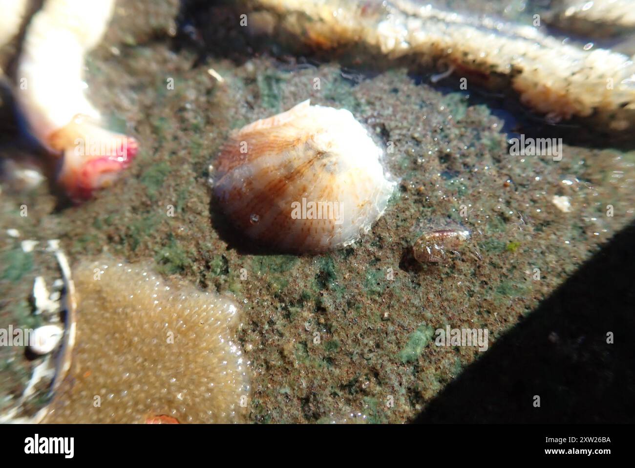 True Limpets (Patellogastropoda) Mollusca Stock Photo - Alamy