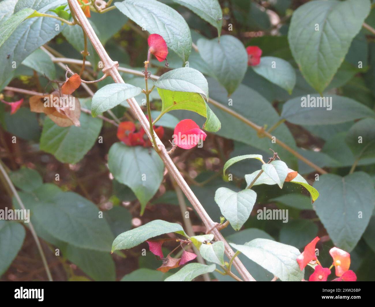 Chinese Hat Plant (Holmskioldia sanguinea) Plantae Stock Photo - Alamy