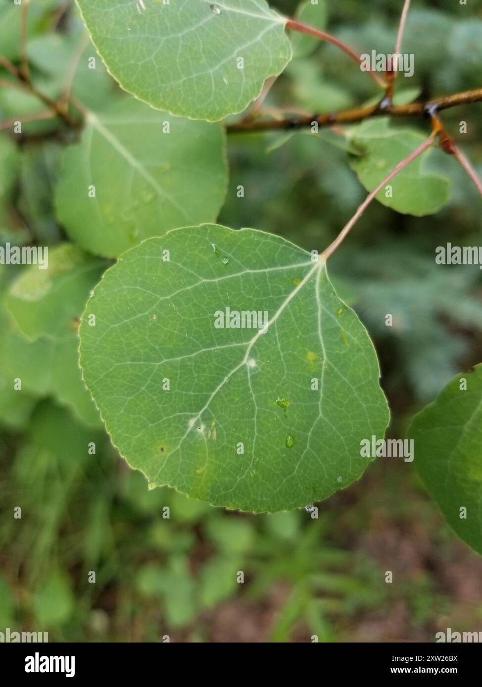 trembling aspen (Populus tremuloides) Plantae Stock Photo - Alamy