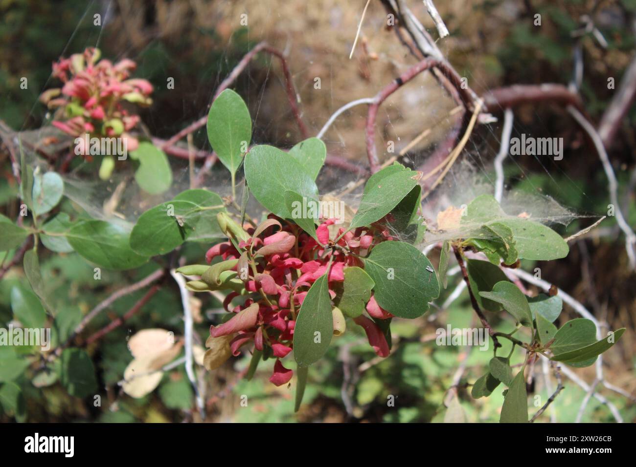 greenleaf manzanita (Arctostaphylos patula) Plantae Stock Photo - Alamy