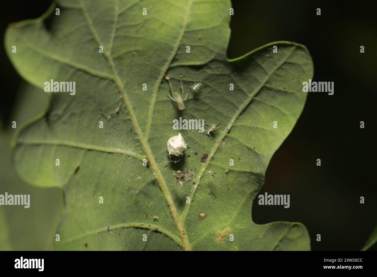 Sputnik Spider (Paidiscura pallens) Arachnida Stock Photo - Alamy
