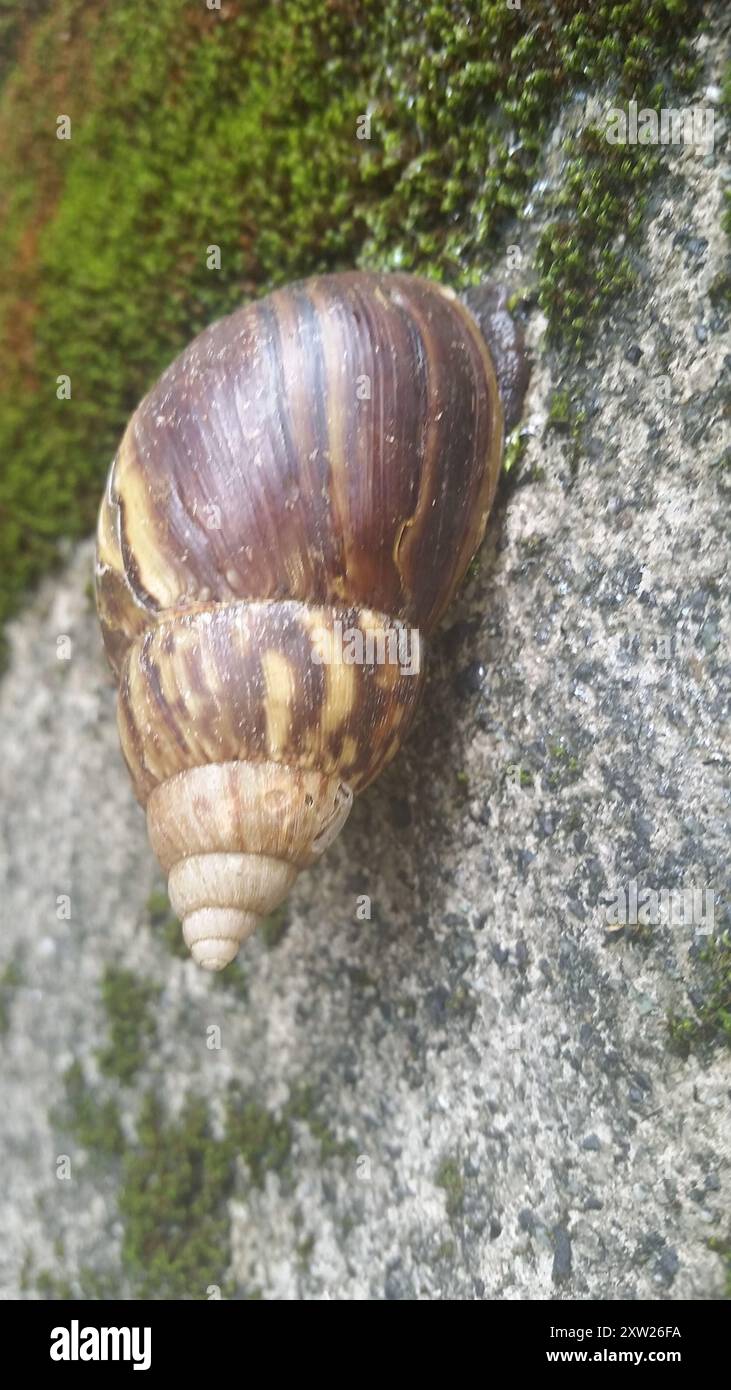 African Giant Snail (Lissachatina fulica) Mollusca Stock Photo - Alamy